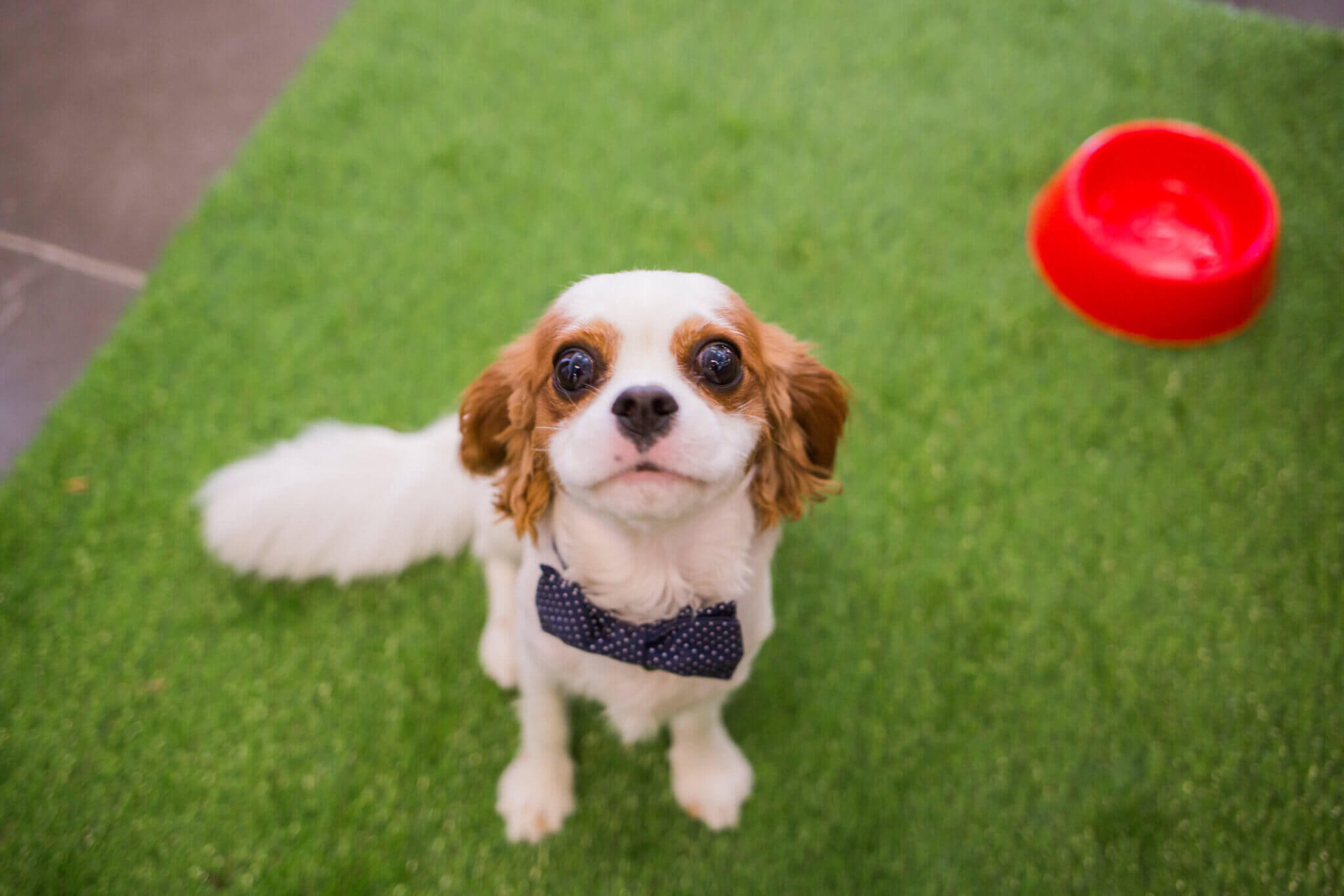 What is Heartworm Disease? - Chaska Valley Vet Clinic