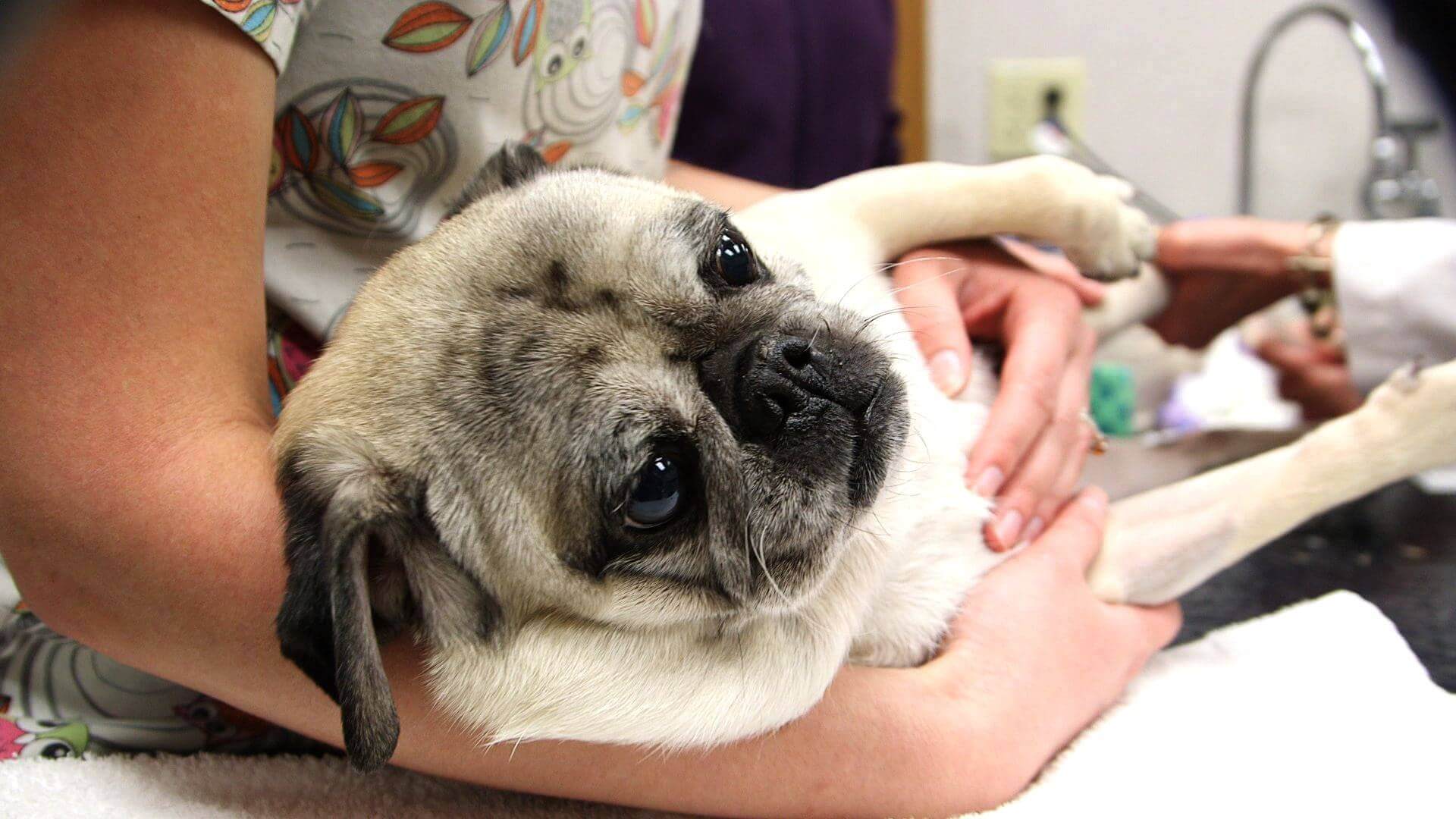 Pet Health App - Chaska Valley Vet Clinic