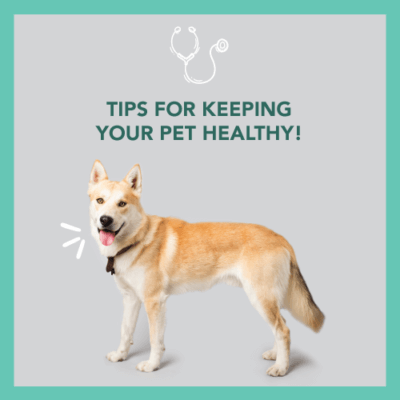 Pet Preventative Care - Chaska Valley Vet Clinic